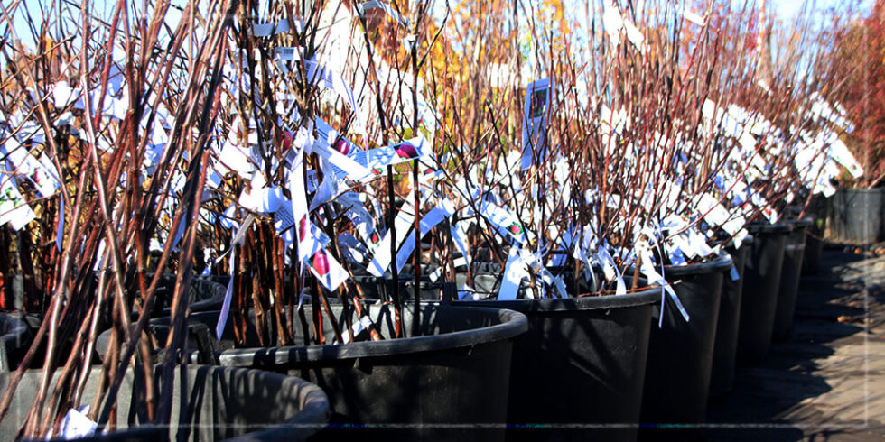 Everything You Need To Know About Apple Rootstocks - Carolina Seasons ...