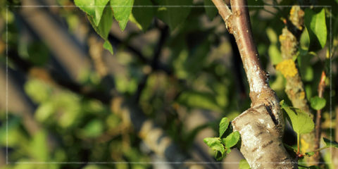 Everything You Need To Know About Apple Rootstocks - Carolina Seasons ...