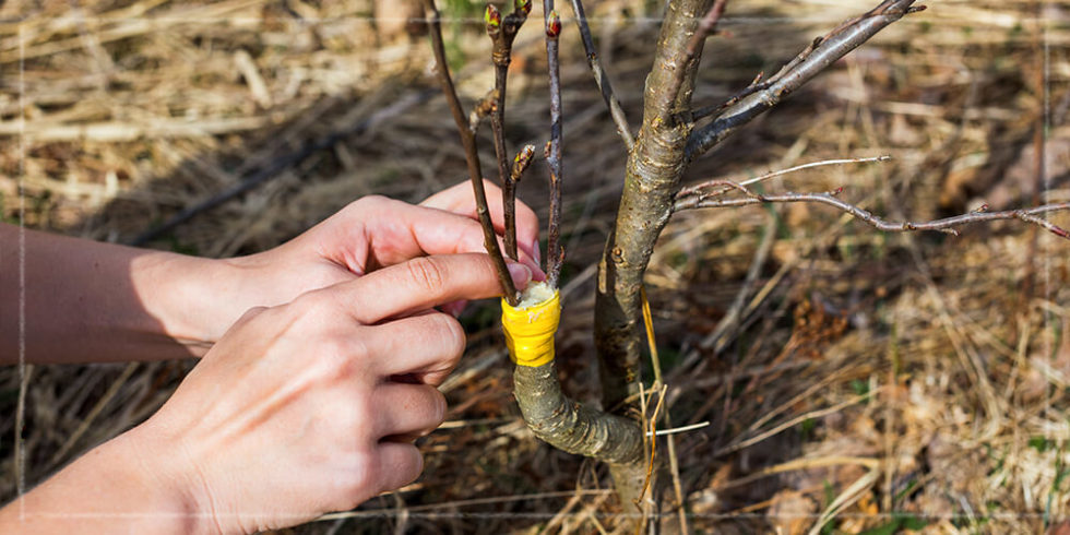 Everything You Need To Know About Apple Rootstocks - Carolina Seasons ...