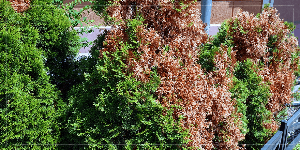 How to Water New Trees, Shrubs and Perennials in July - Carolina ...